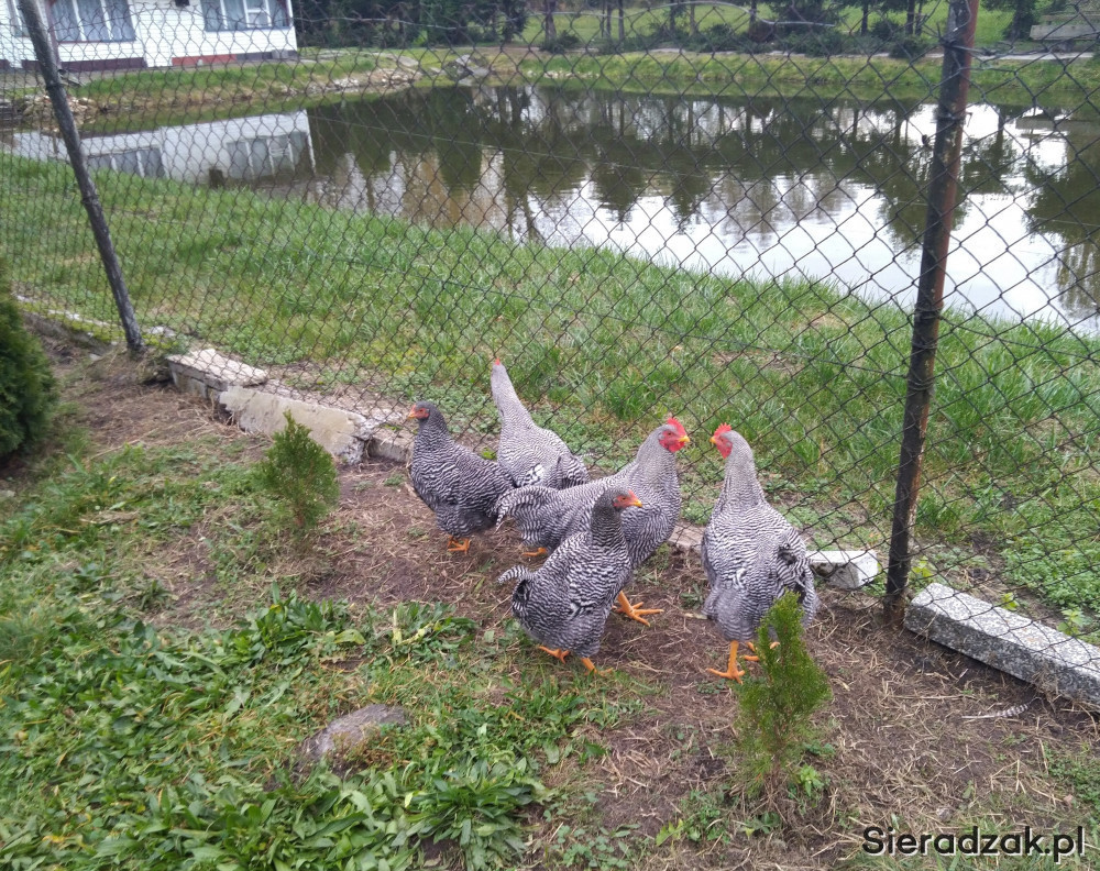Jaja lęgowe amrock czystej rasy - Sieradzak.pl