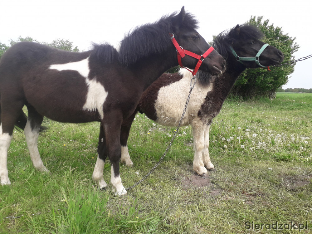 Kuce kolorowe - Sieradzak.pl