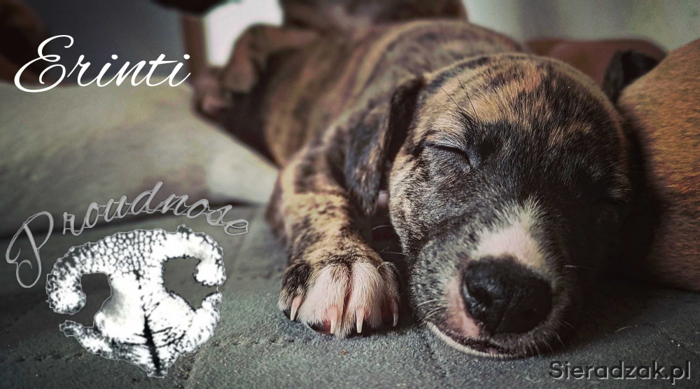 Whippet Chart Angielski - Sieradzak.pl