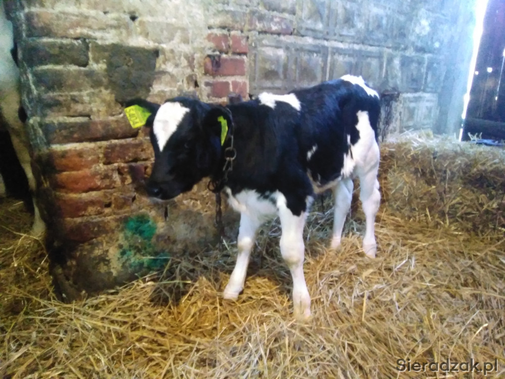 Cielak cielaki jałówka jałówki - Sieradzak.pl