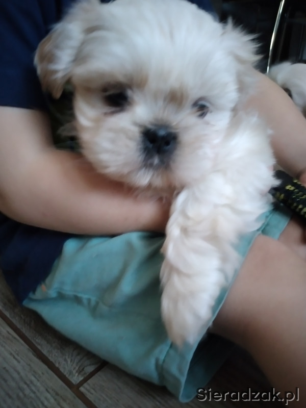 Szczeniaki shih tzu - Sieradzak.pl