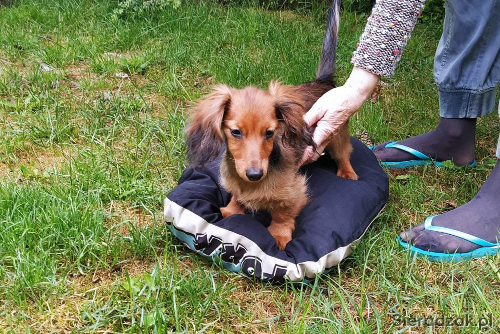 Jamnik długowłosy miniaturowy - Sieradzak.pl