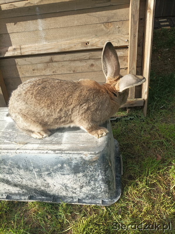 Samiec - Sieradzak.pl