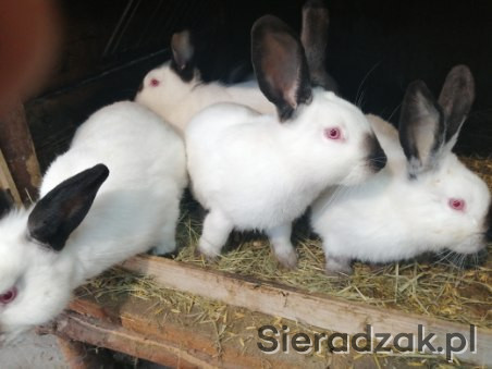 Kroliki kalifornijskie i barany francuskie - Sieradzak.pl