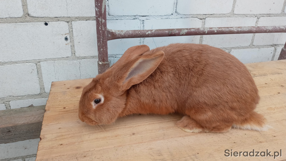 Samiec - Sieradzak.pl