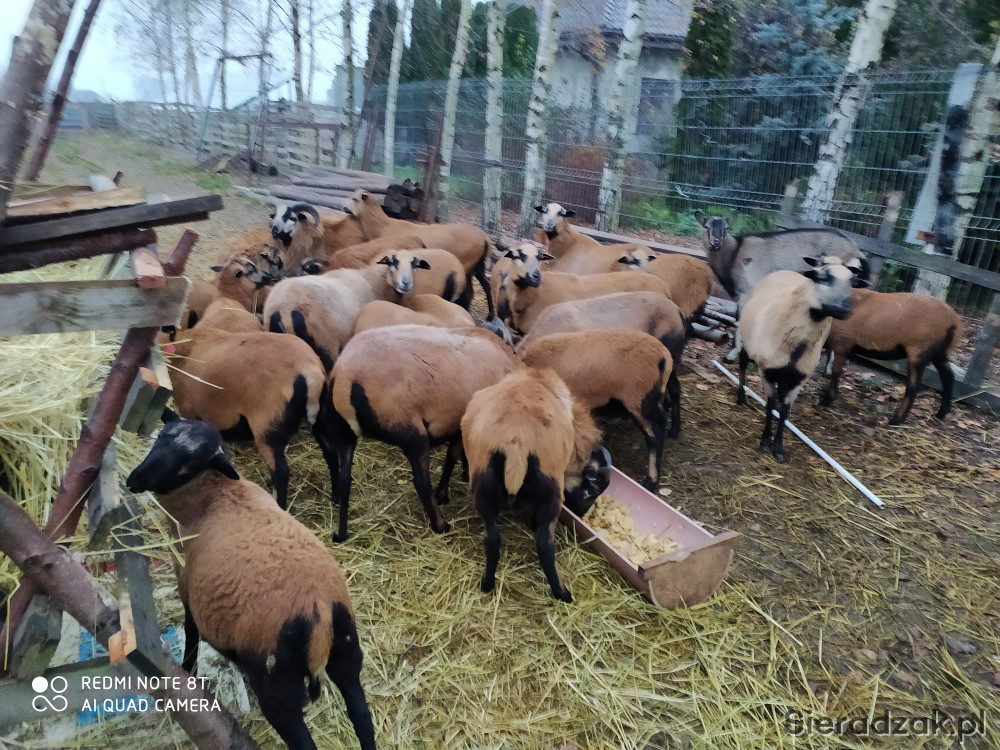 Owce kameruńskie - Sieradzak.pl
