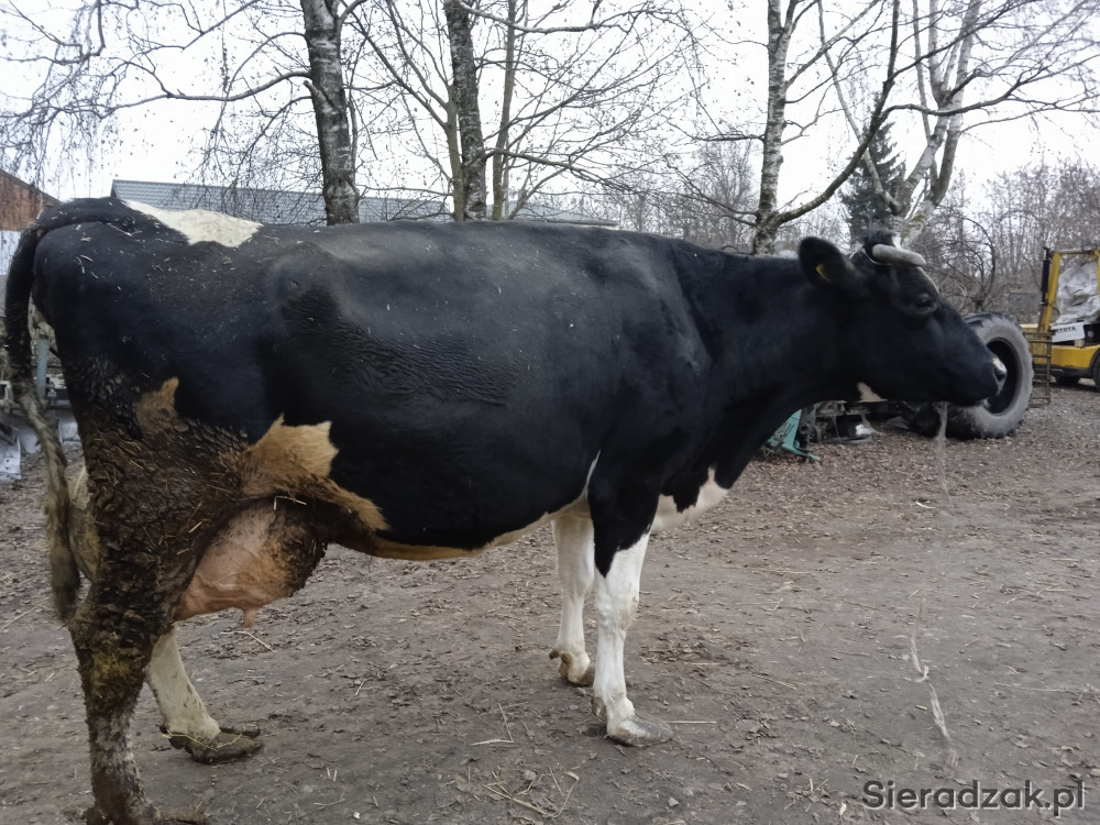 Krowa na wycieleniu - Sieradzak.pl
