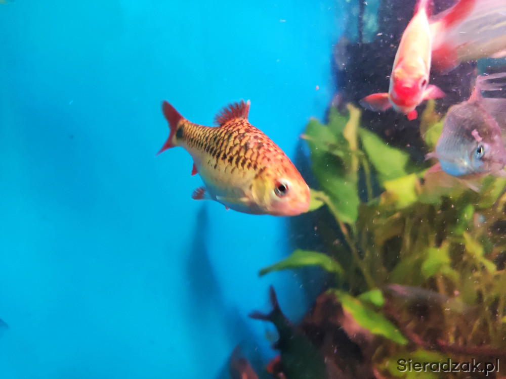 Brzanki - Sieradzak.pl