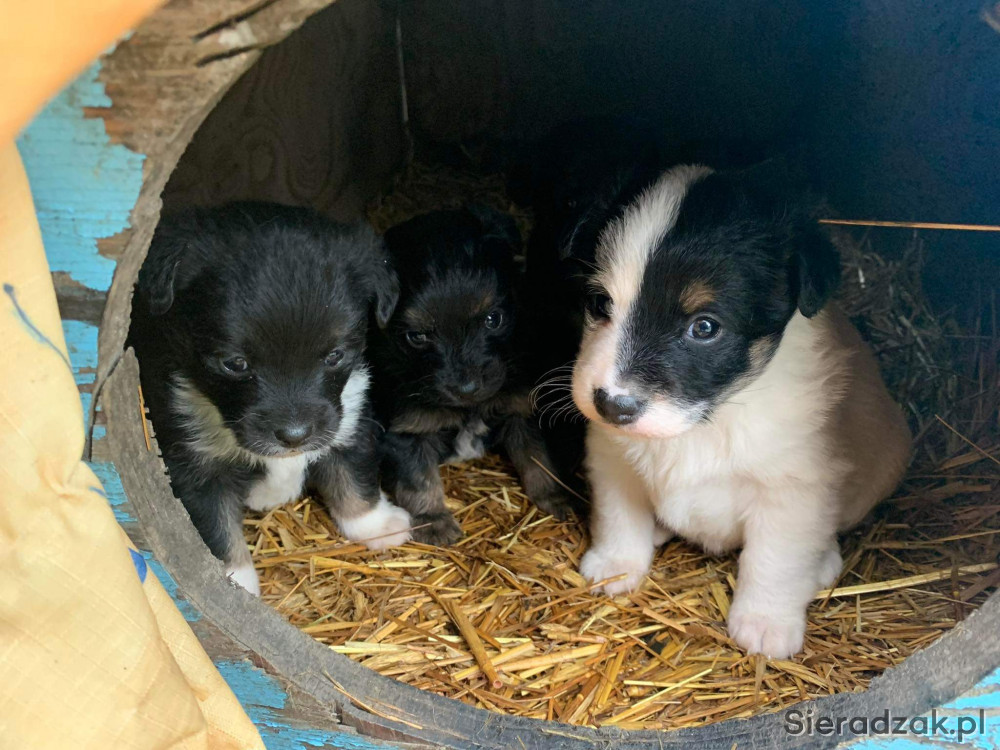 Oddam pieski w dobre ręce - Sieradzak.pl