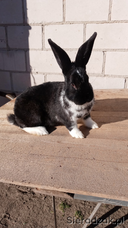 Samczyk - Sieradzak.pl