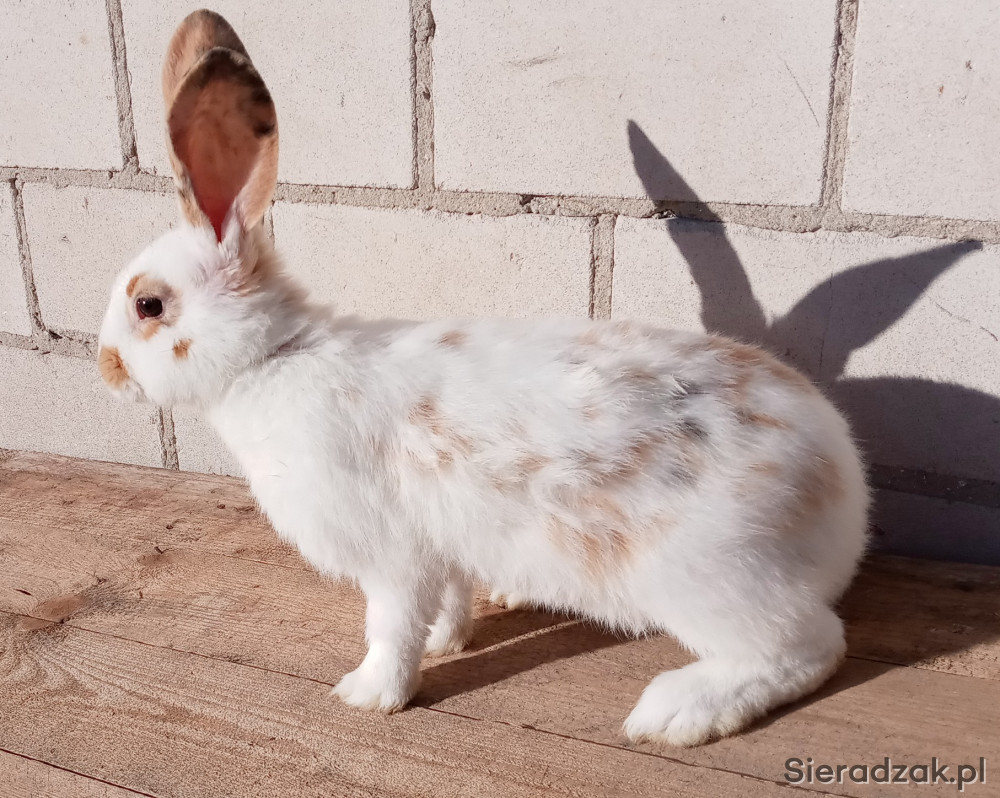 Samczyk - Sieradzak.pl