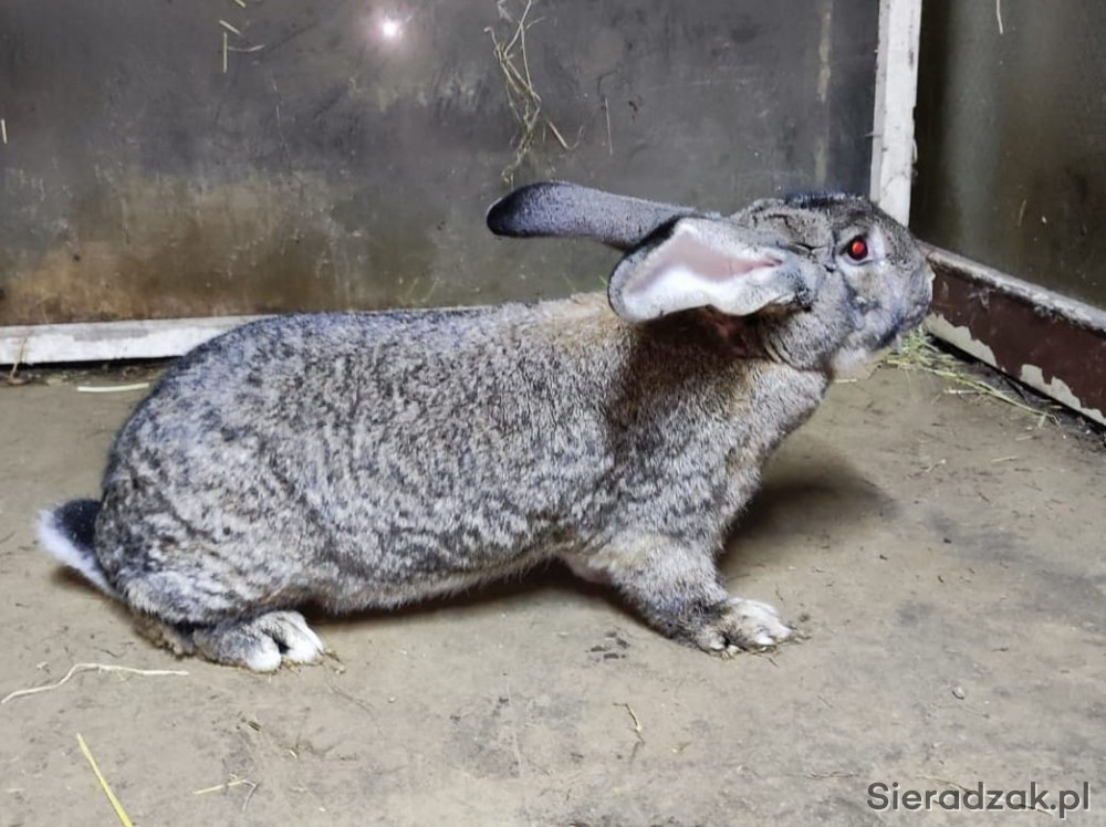 Królik olbrzym belgijski samica - Sieradzak.pl