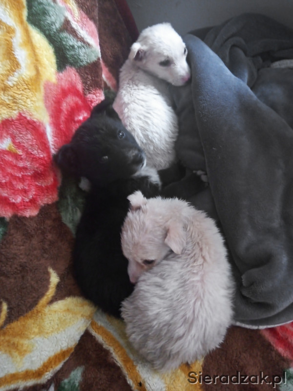 Oddam pieski - Sieradzak.pl