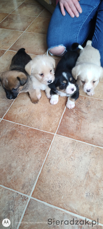 Oddam za darmo cztery pieski - Sieradzak.pl