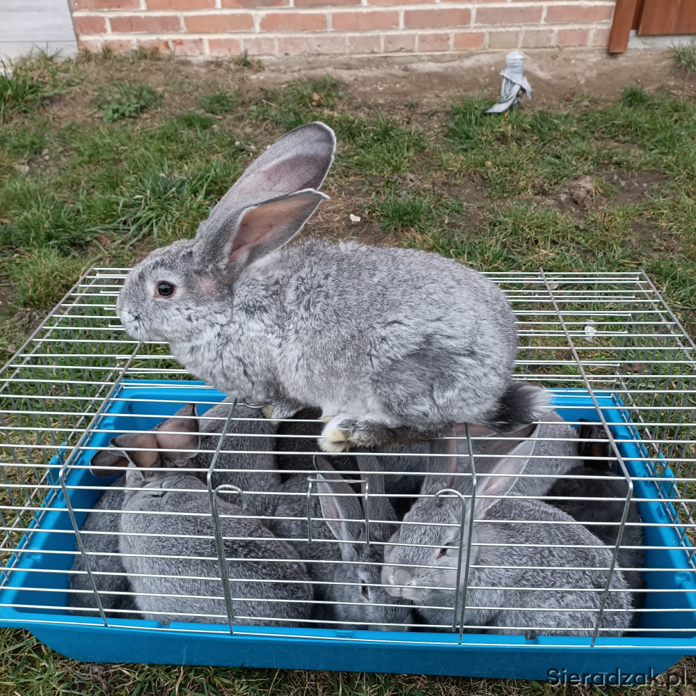 Mlode kroliki - Sieradzak.pl