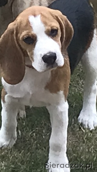 Beagle z rodowodem - Sieradzak.pl