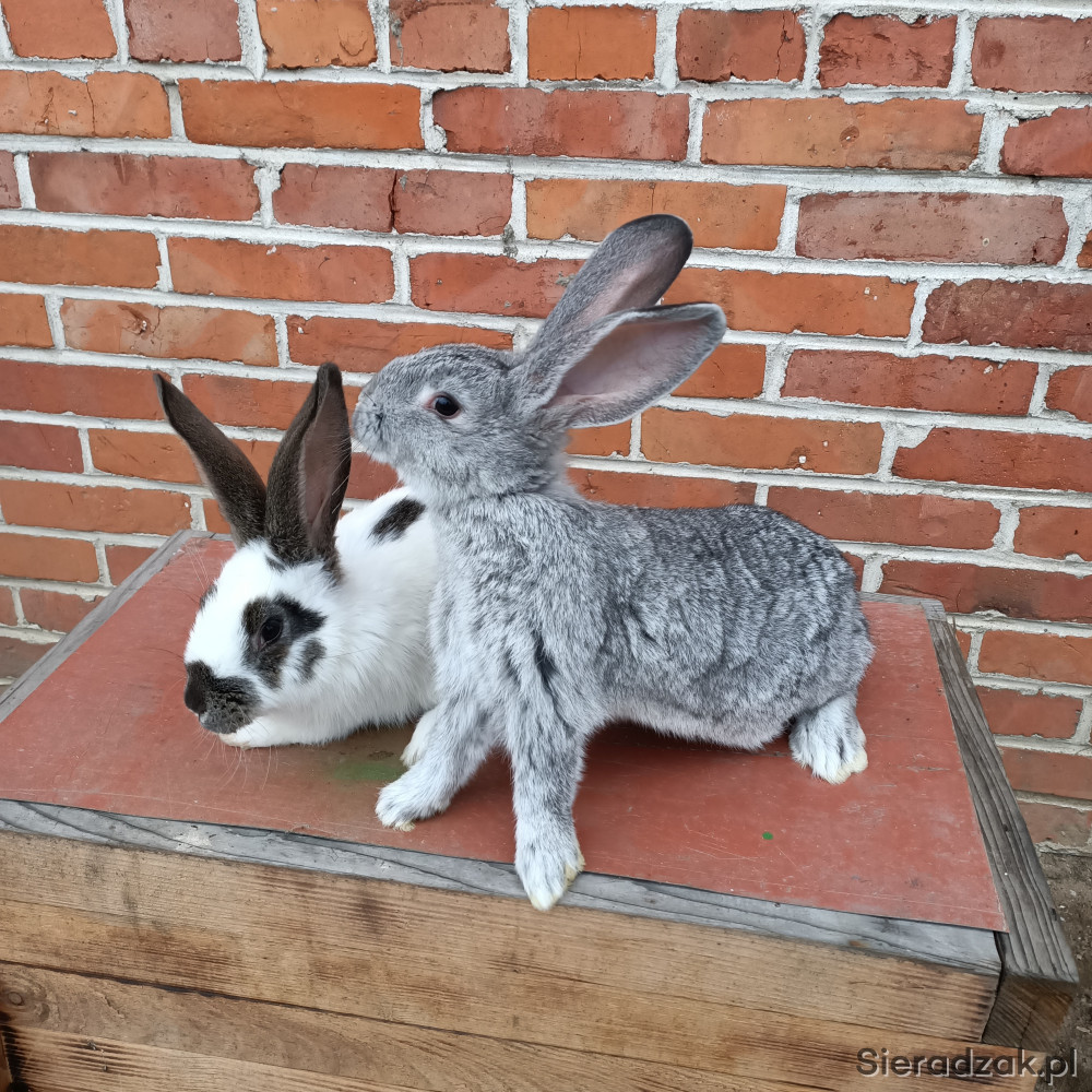 Kroliki 3 miesieczne - Sieradzak.pl