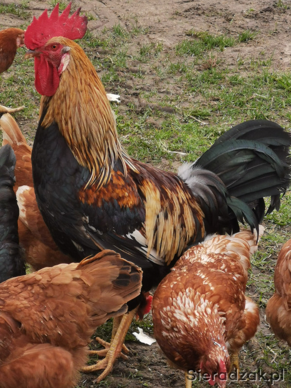 Kogut do dalszego chowu - Sieradzak.pl