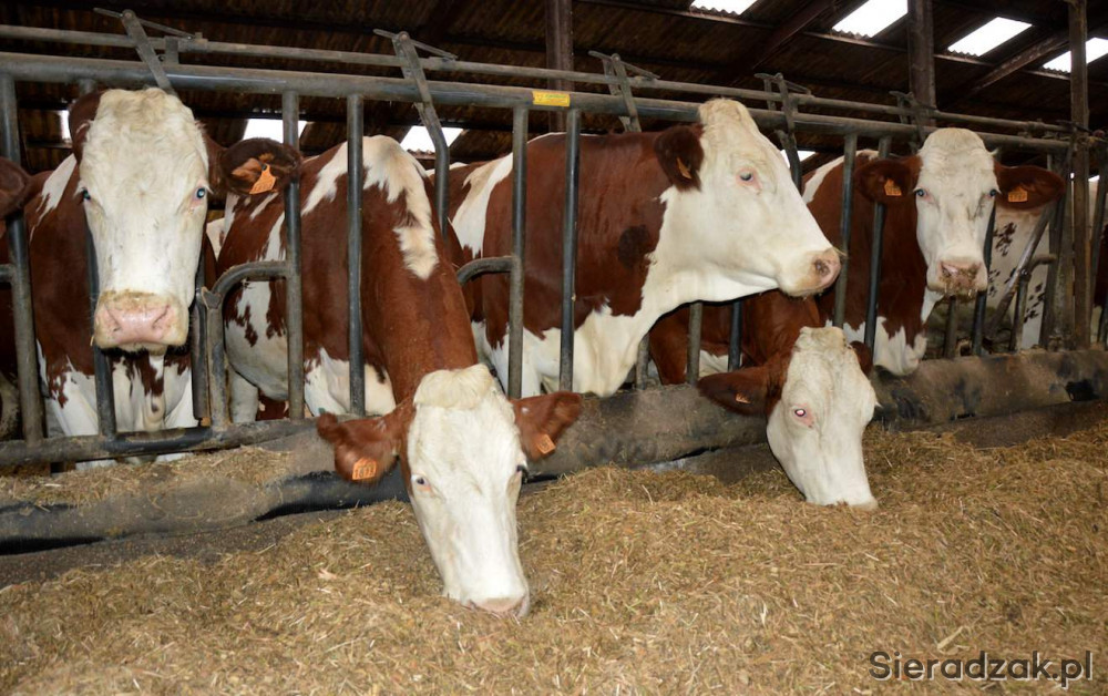 Krowy mleczne mięsne Montbeliarde HF SIMENTAL - Sieradzak.pl