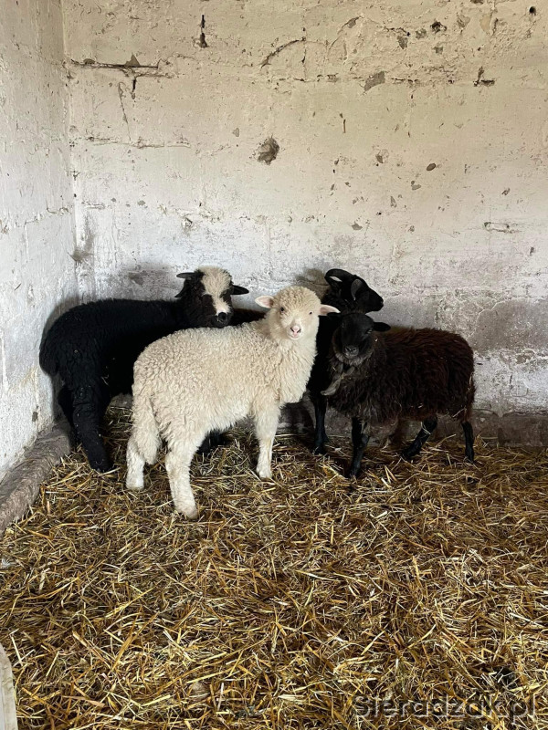 Sprzedam jagnięta, Owce - Sieradzak.pl