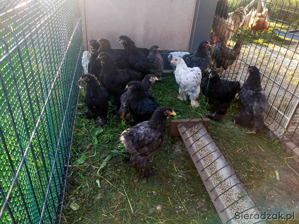 Kury Kochiny Olbrzymie - Sieradzak.pl