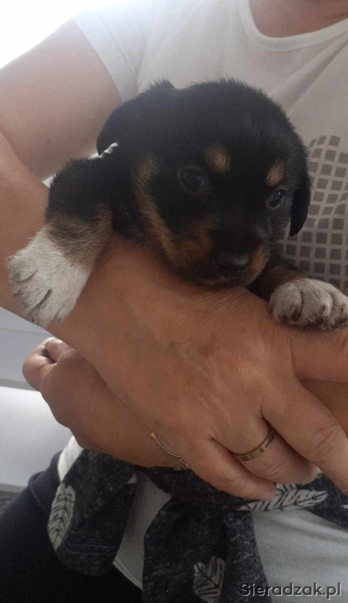 Oddam pieska w dobre ręce - Sieradzak.pl