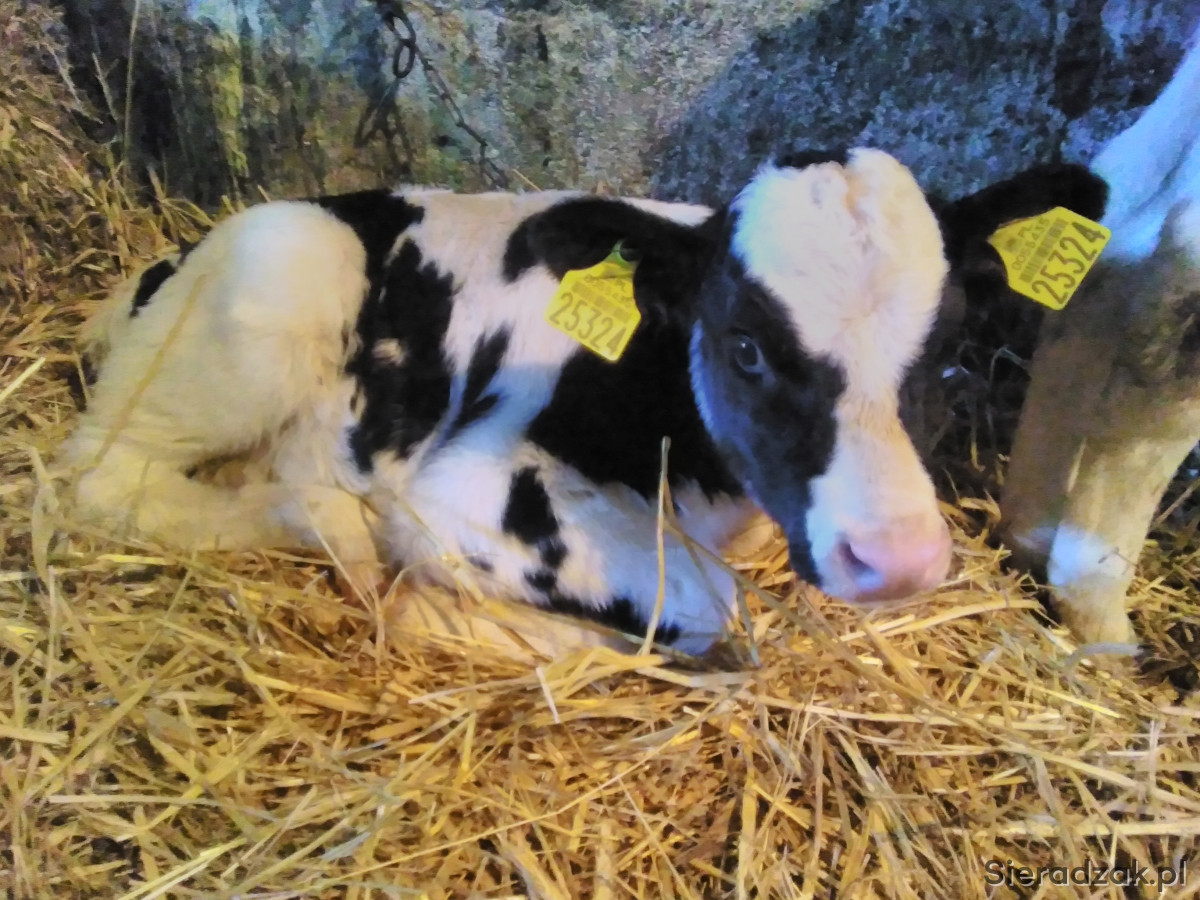 Cielak jałówka HO - Sieradzak.pl