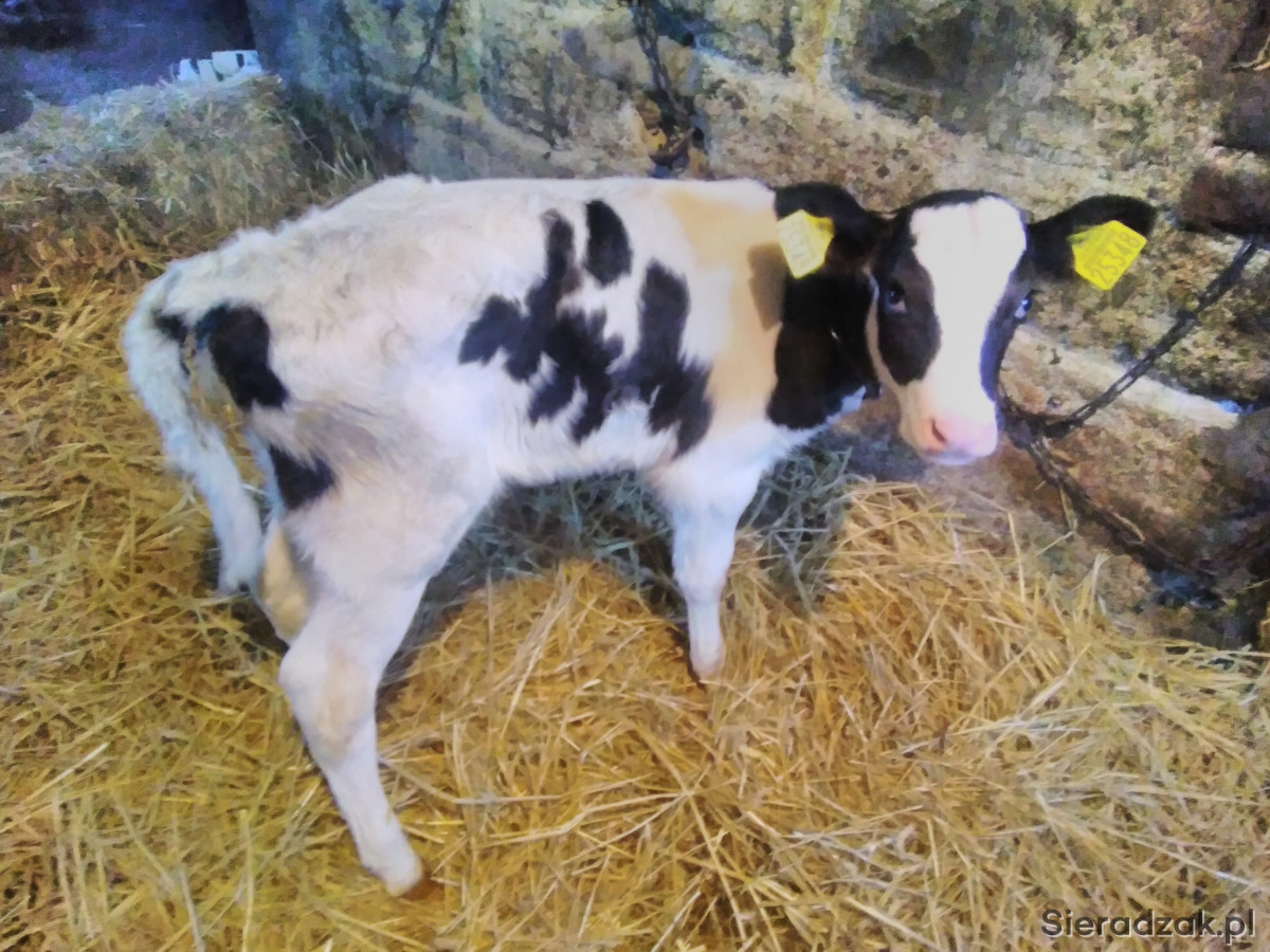 Cielak jałówka HO - Sieradzak.pl