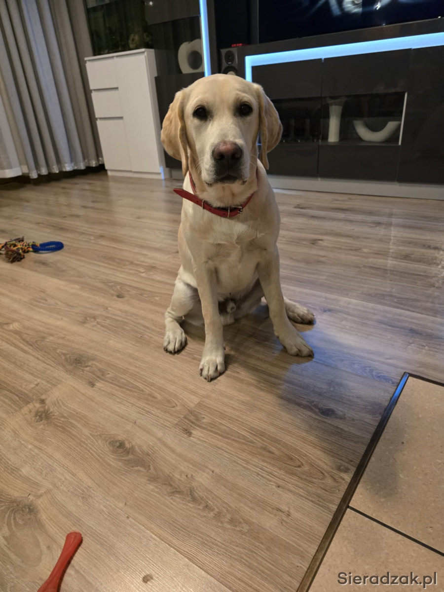 Pies Labrador - Sieradzak.pl
