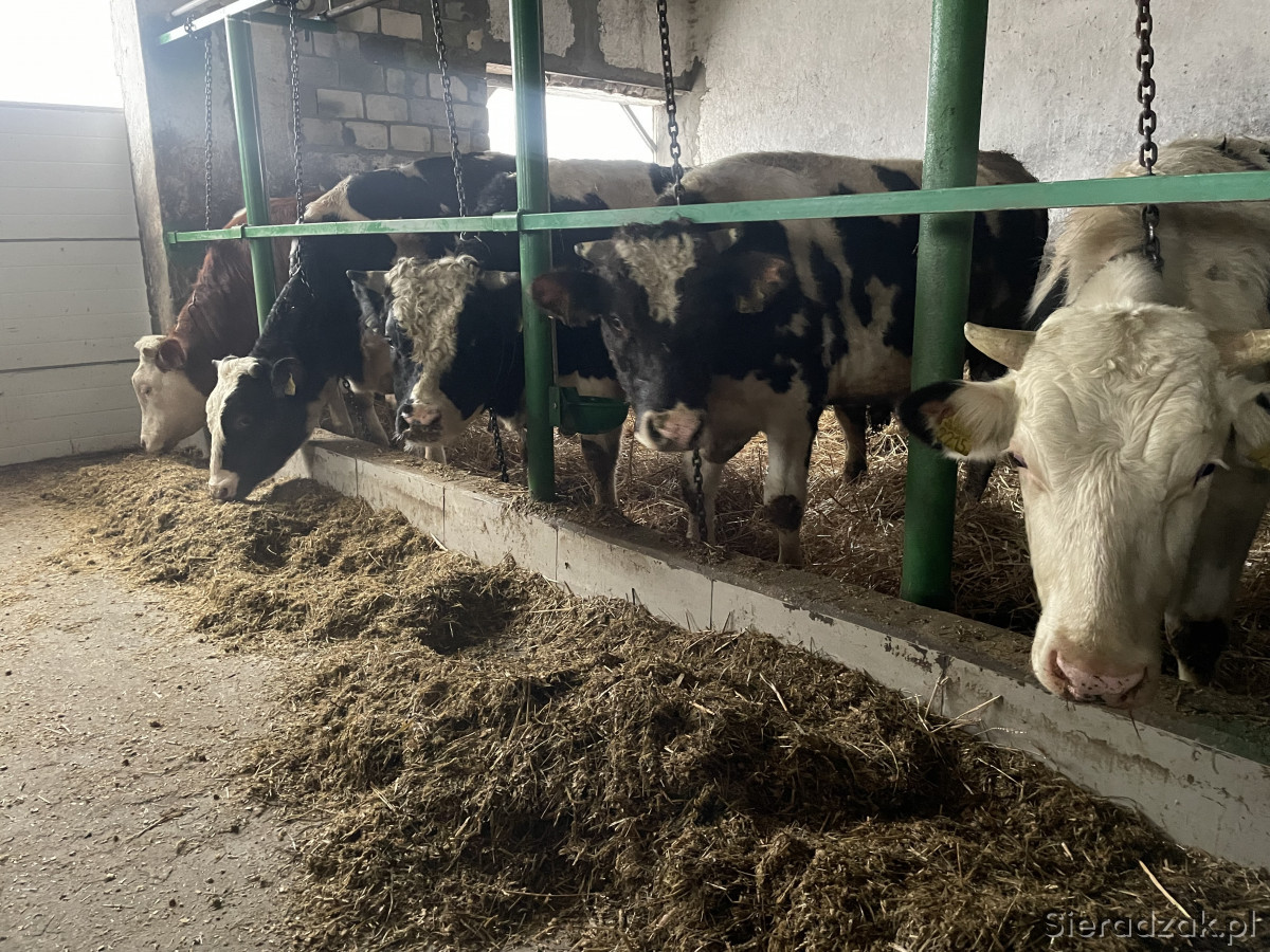 Byki na dalszy chów - Sieradzak.pl